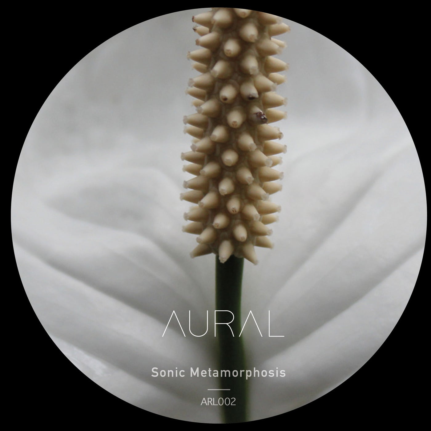 Aural - Sonic Metamorphosis [Aural Sonification] | Music & Downloads on ...